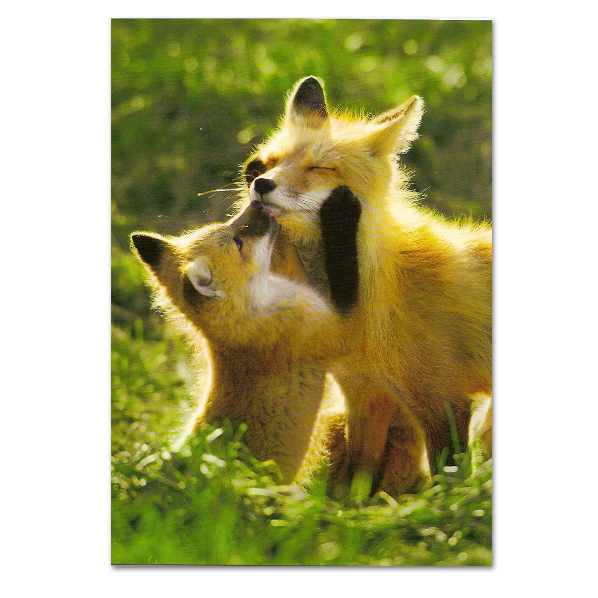 Hugs & Kisses Fox Note Cards — Horse and Hound Gallery